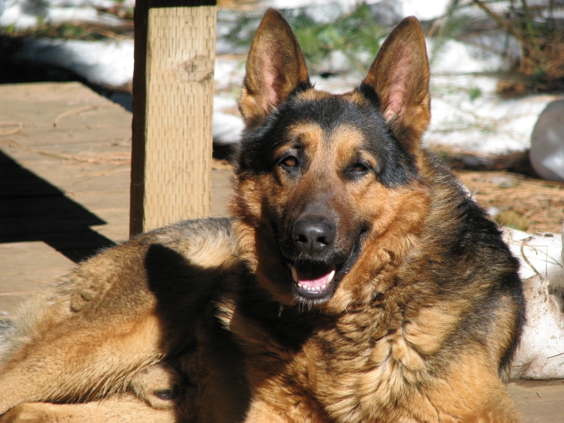 AKC Classic German Shepherd Breeder in Northern California | Perfect ...