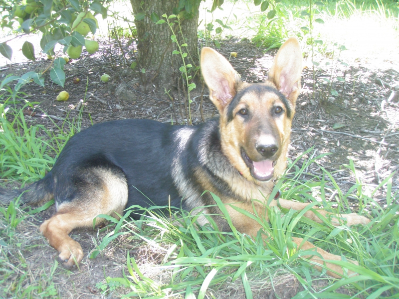 AKC Classic German Shepherd Breeder in Northern California | Perfect ...