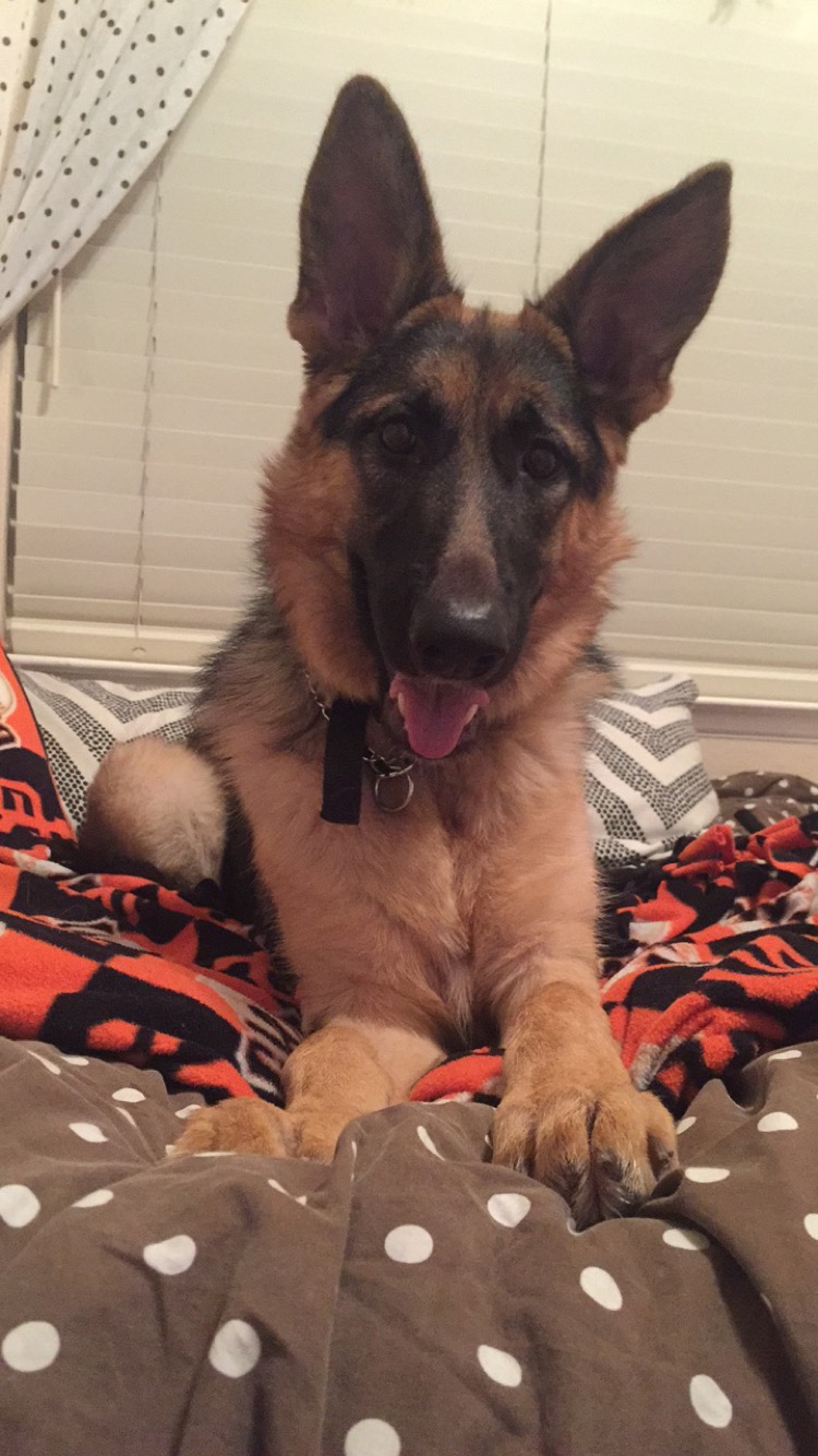 AKC Classic German Shepherd Breeder in Northern California | Perfect ...