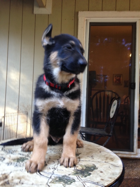 AKC Classic German Shepherd Breeder in Northern California | Perfect ...