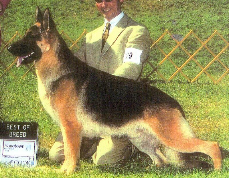 AKC Classic German Shepherd Breeder in Northern California | Perfect ...