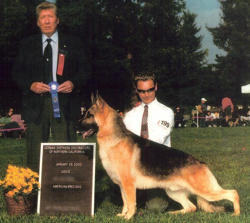 AKC Classic German Shepherd Breeder in Northern California | Perfect ...