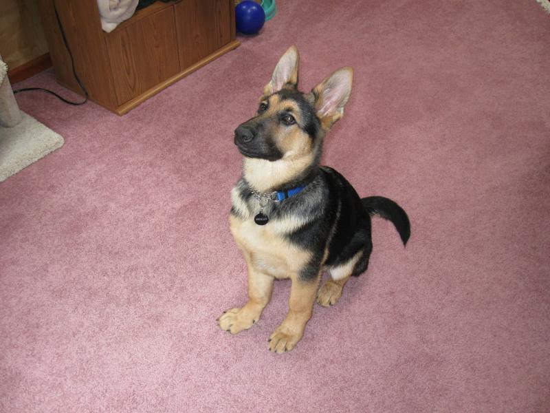 AKC Classic German Shepherd Breeder in Northern California | Perfect ...