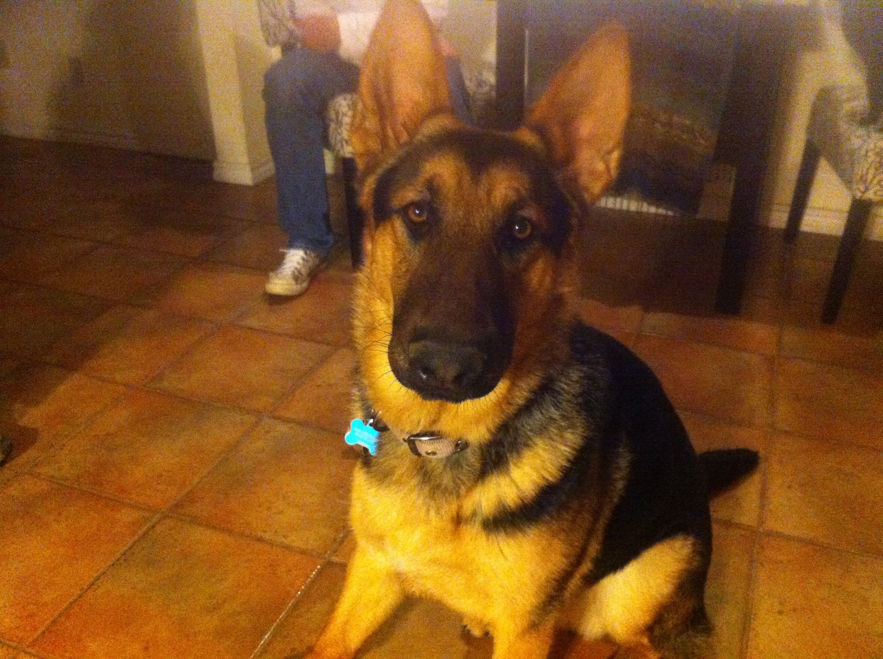 AKC Classic German Shepherd Breeder in Northern California | Perfect ...