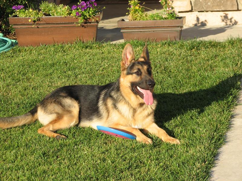 AKC Classic German Shepherd Breeder in Northern California | Perfect ...