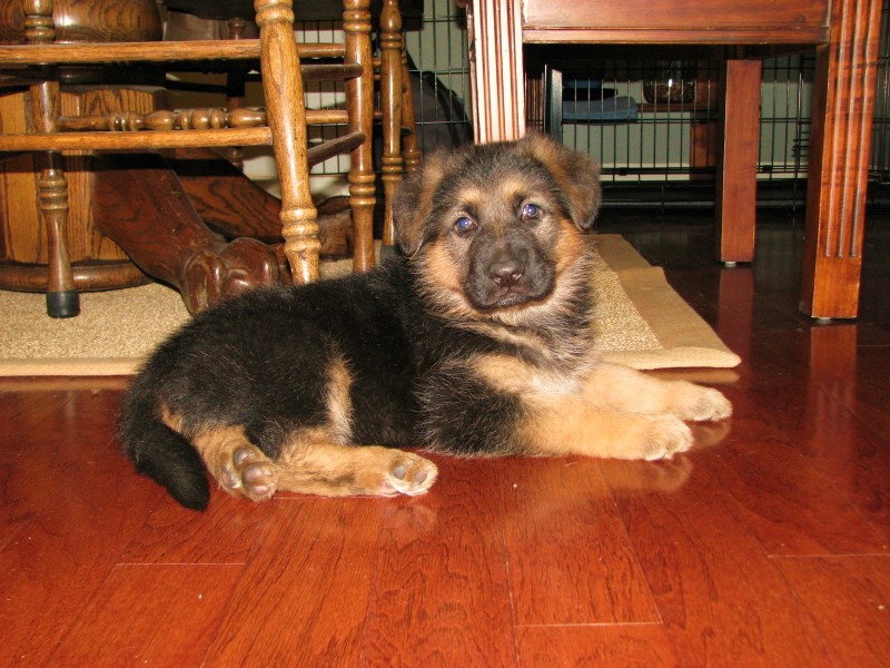 AKC Classic German Shepherd Breeder in Northern California | Perfect ...