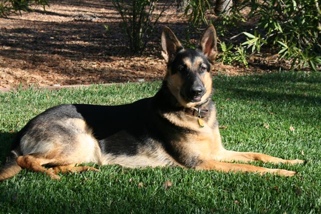 AKC Classic German Shepherd Breeder in Northern California | Perfect ...
