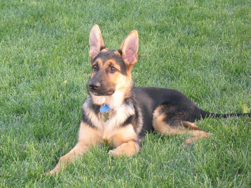 AKC Classic German Shepherd Breeder in Northern California | Perfect ...