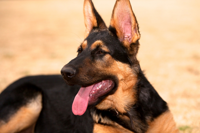 AKC Classic German Shepherd Breeder in Northern California | Perfect ...