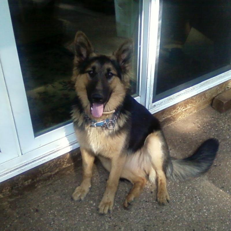 AKC Classic German Shepherd Breeder in Northern California | Perfect ...