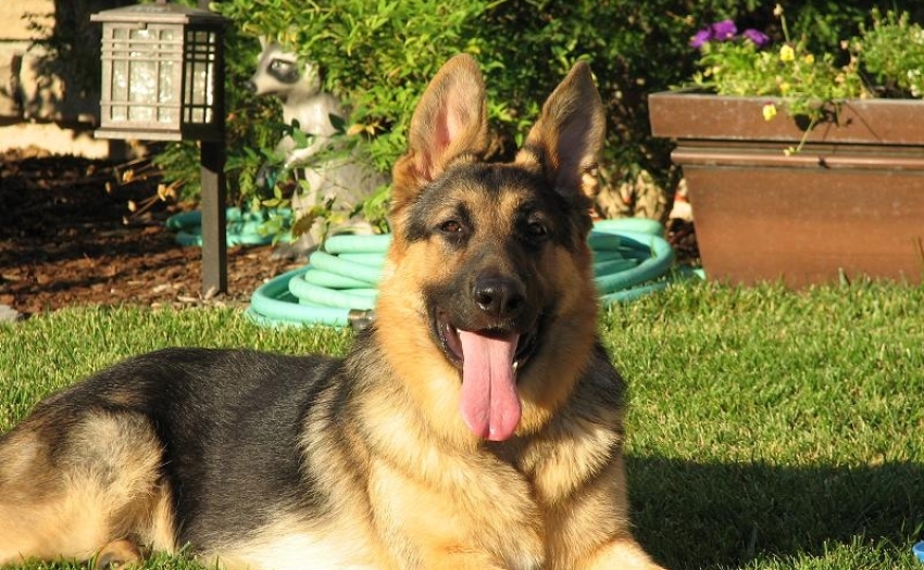 German Shepherd Puppies for Sale in Sacramento CA at Perfect German ...