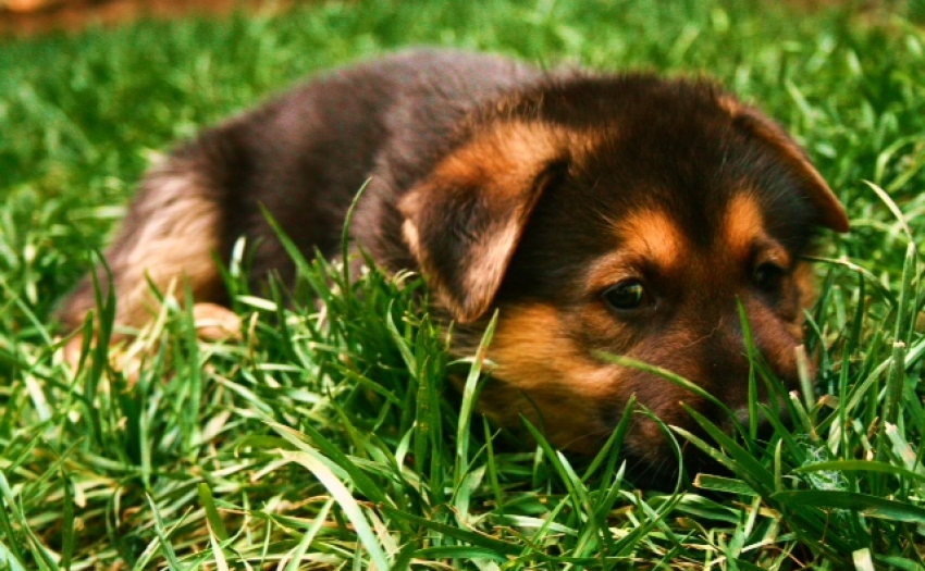 German Shepherd Puppies for Sale in Sacramento CA at Perfect German ...