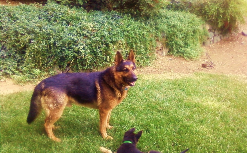 German Shepherd Puppies for Sale in Sacramento CA at Perfect German ...