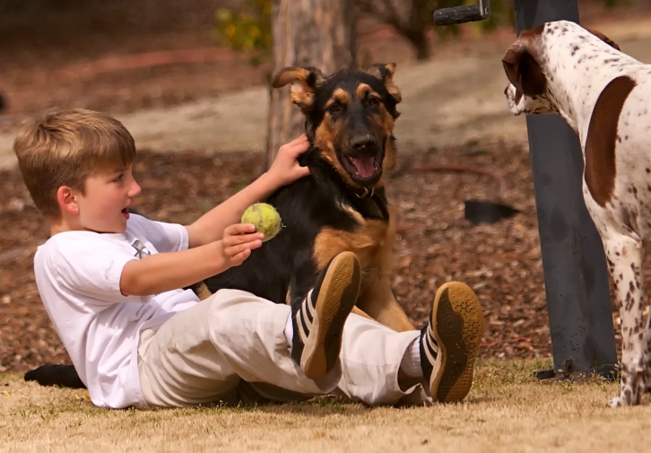 German Shepherd Puppies for Sale in Sacramento CA at Perfect German ...