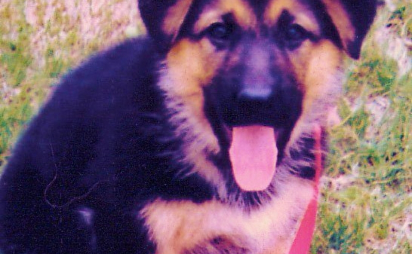 German Shepherd Puppies for Sale in Sacramento CA at Perfect German ...