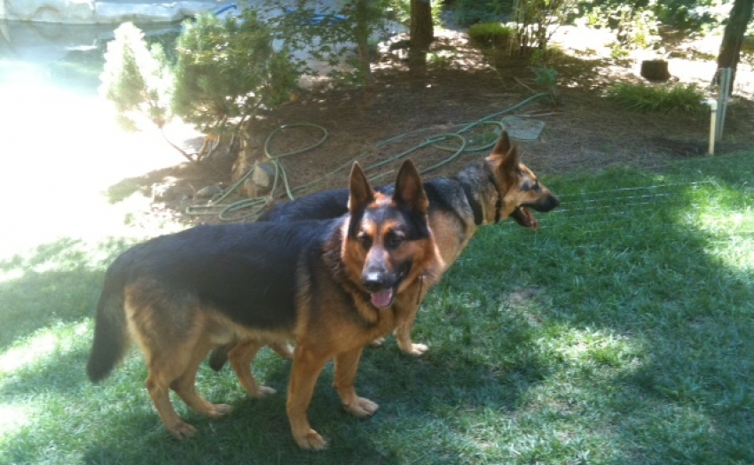 German Shepherd Puppies for Sale in Sacramento CA at Perfect German ...
