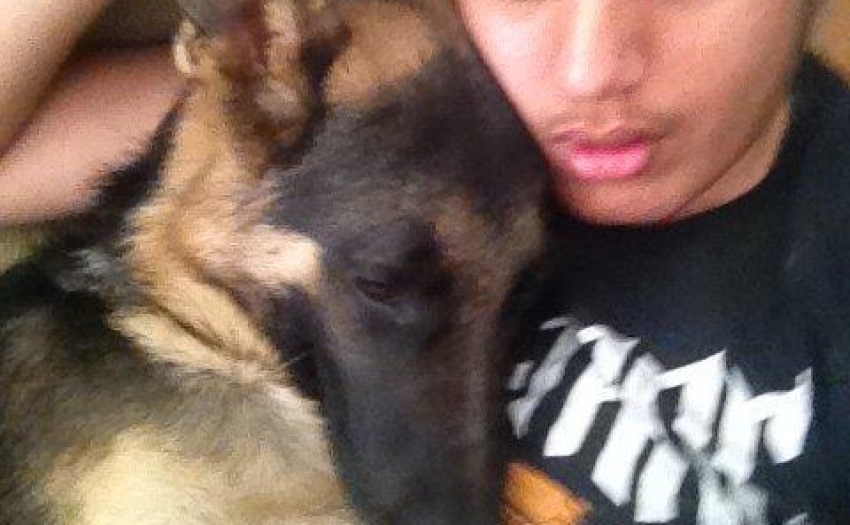 German Shepherd Puppies for Sale in Sacramento CA at Perfect German ...