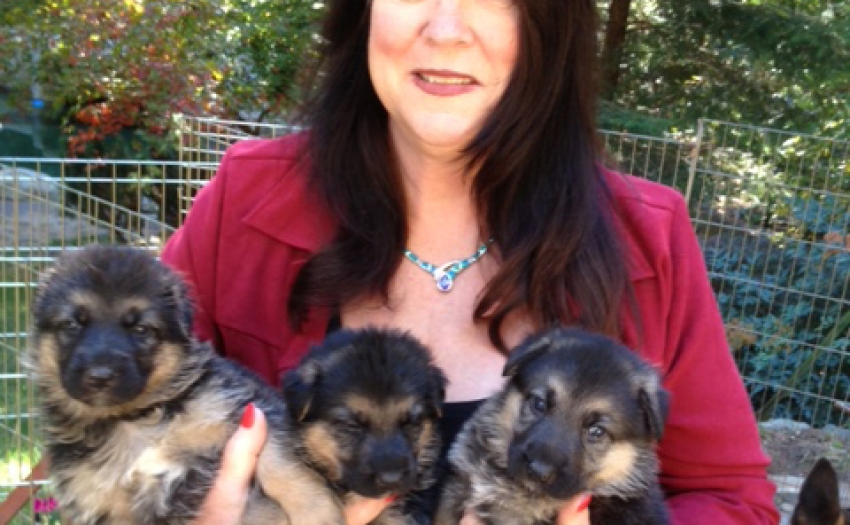 German Shepherd Puppies for Sale in Sacramento CA at Perfect German ...