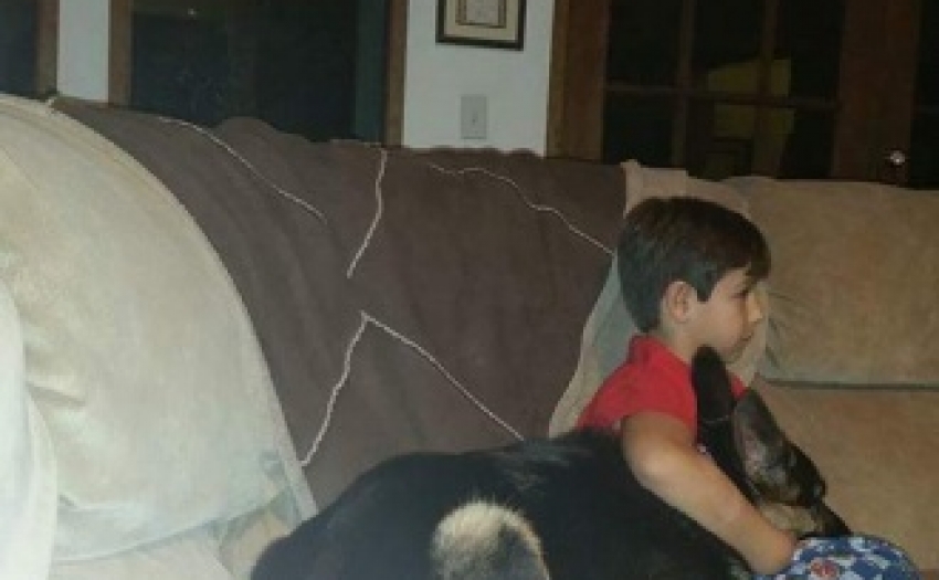 German Shepherd Puppies for Sale in Sacramento CA at Perfect German ...